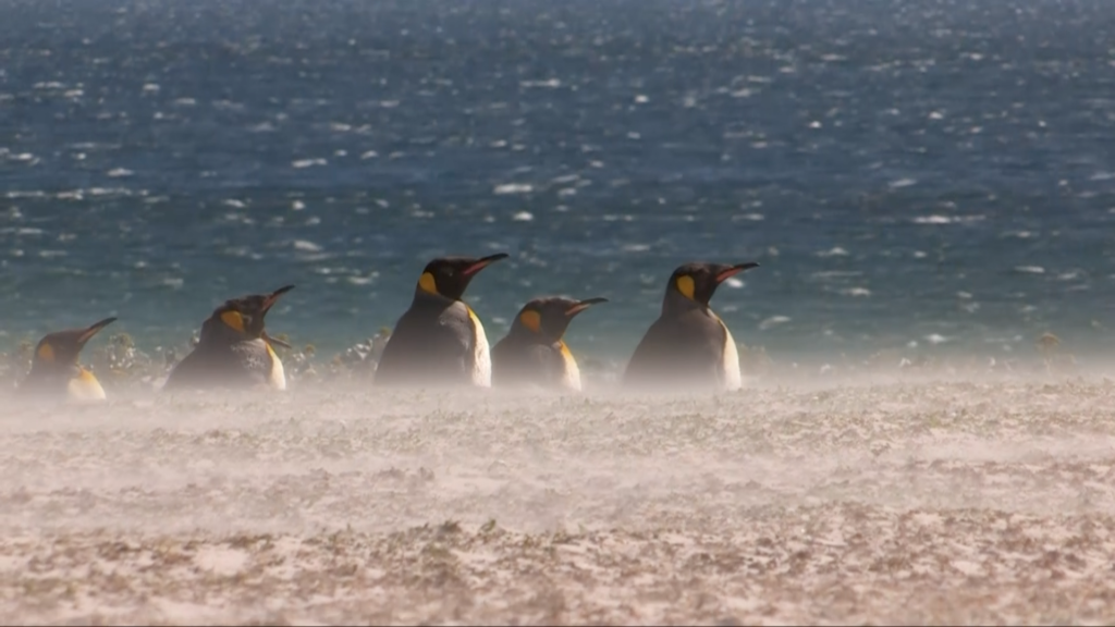 ALBATROS & GORFOU - Clement Barbier et Valentin Marinelli